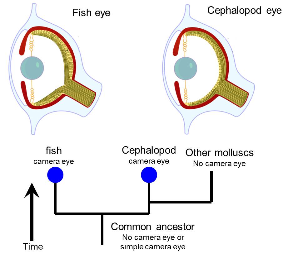 Language in the Cosmos I: Is Universal Grammar Really Universal ...
